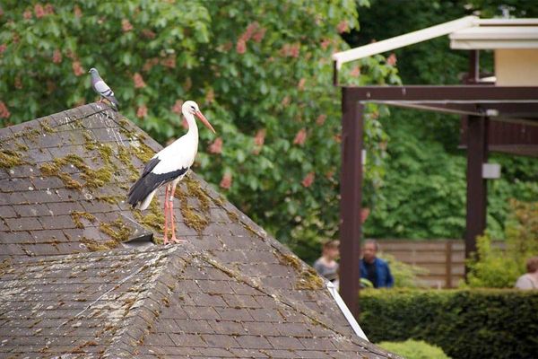 Where Can Storks Be Seen in Strasbourg, France